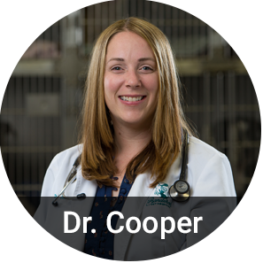 Team - Vet in Rancho Santa Margarita | Banderas Pet Hospital