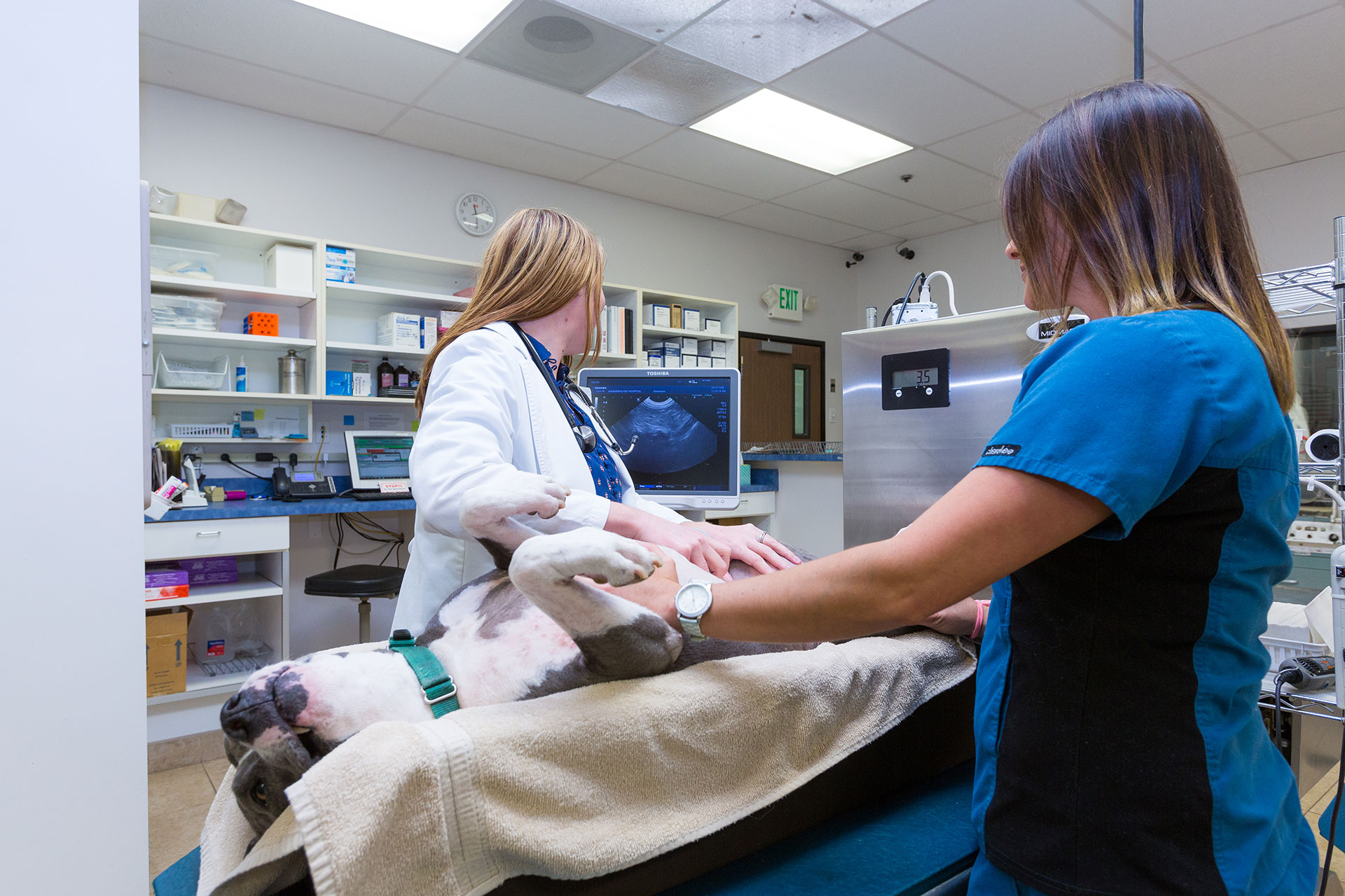 Tour the Facility - Vet in Rancho Santa Margarita | Banderas Pet Hospital